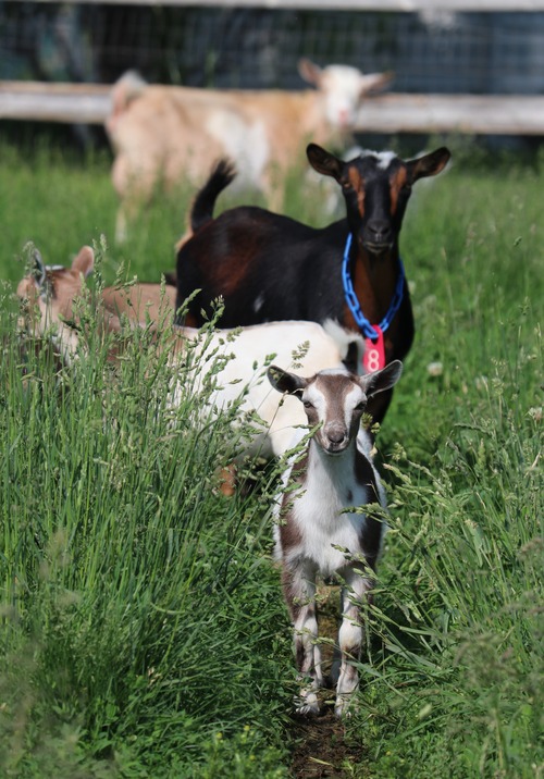 Livestock Record Keeping - Goat Journal